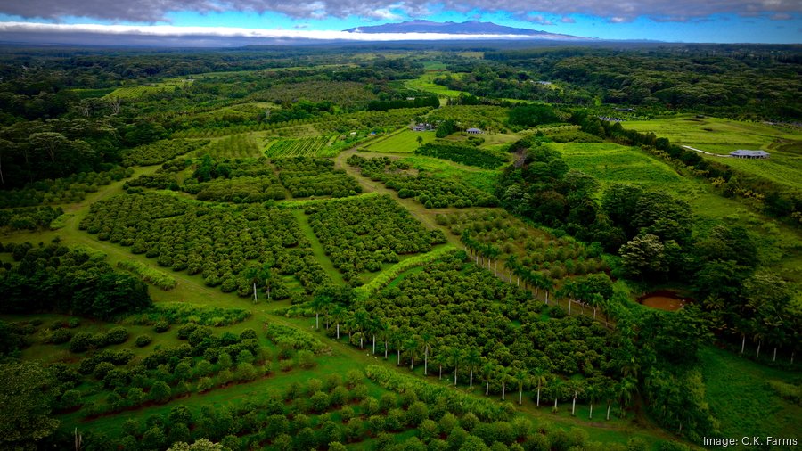 Hilo's O.K. Farms secures 74 acres with conservation easement - Pacific ...