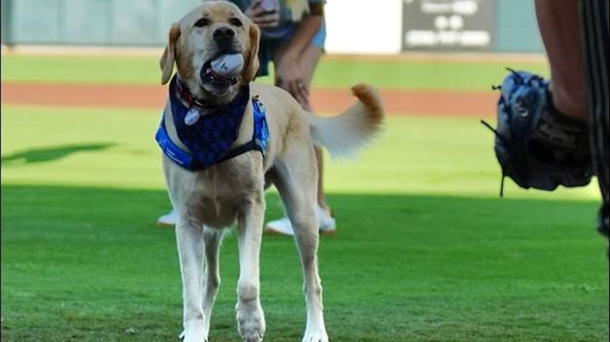 Meet Trusty: The facility dog transforming patient care at Atrium ...
