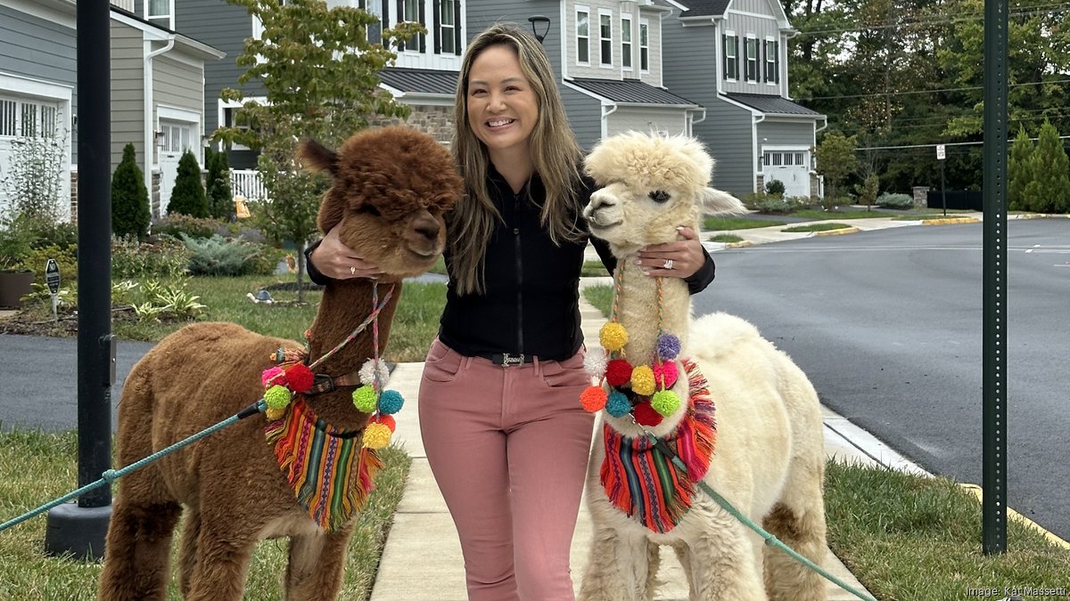 Unusual open house tactic: Alpacas greet potential buyers - Washington ...