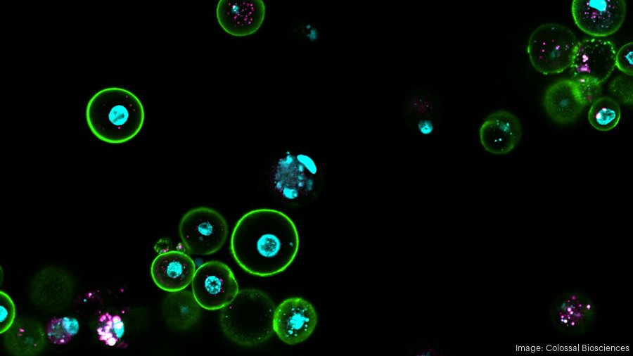 Colossal makes progress on dodo revival, adds $120M in funding - Dallas ...