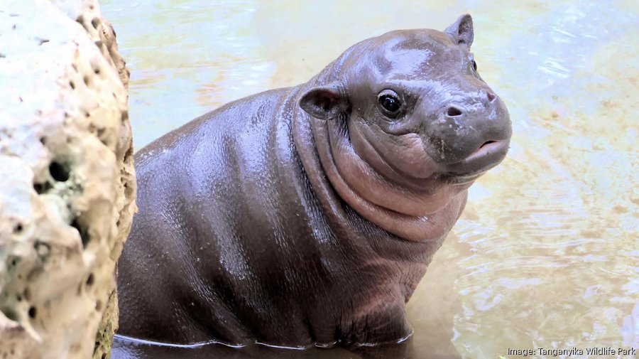 Viral star Mars the hippo drives zoo visits to Tanganyika park ...