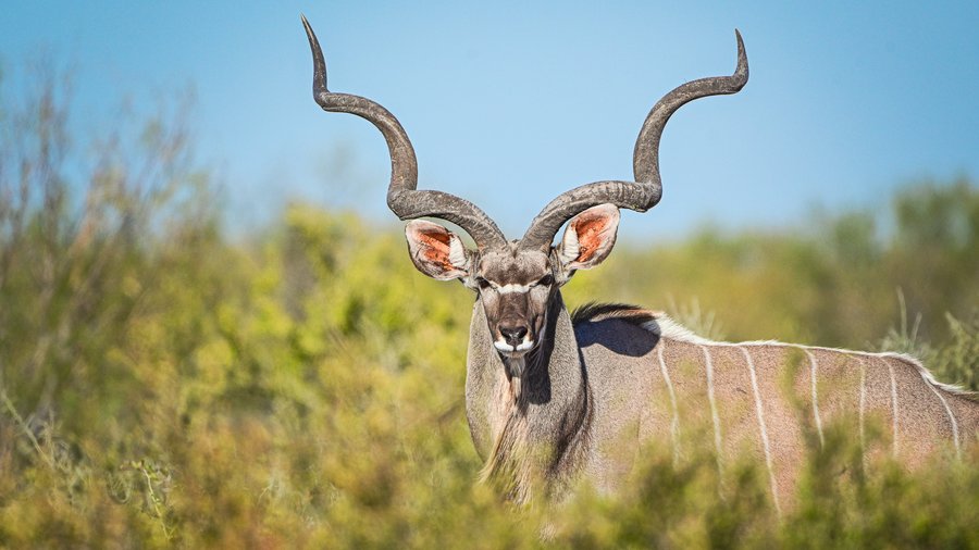 Wild expansion: How the booming exotic wildlife industry fuels growth ...