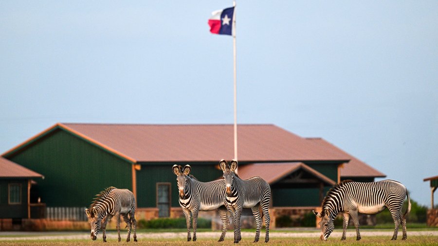 Wild expansion: How the booming exotic wildlife industry fuels growth ...