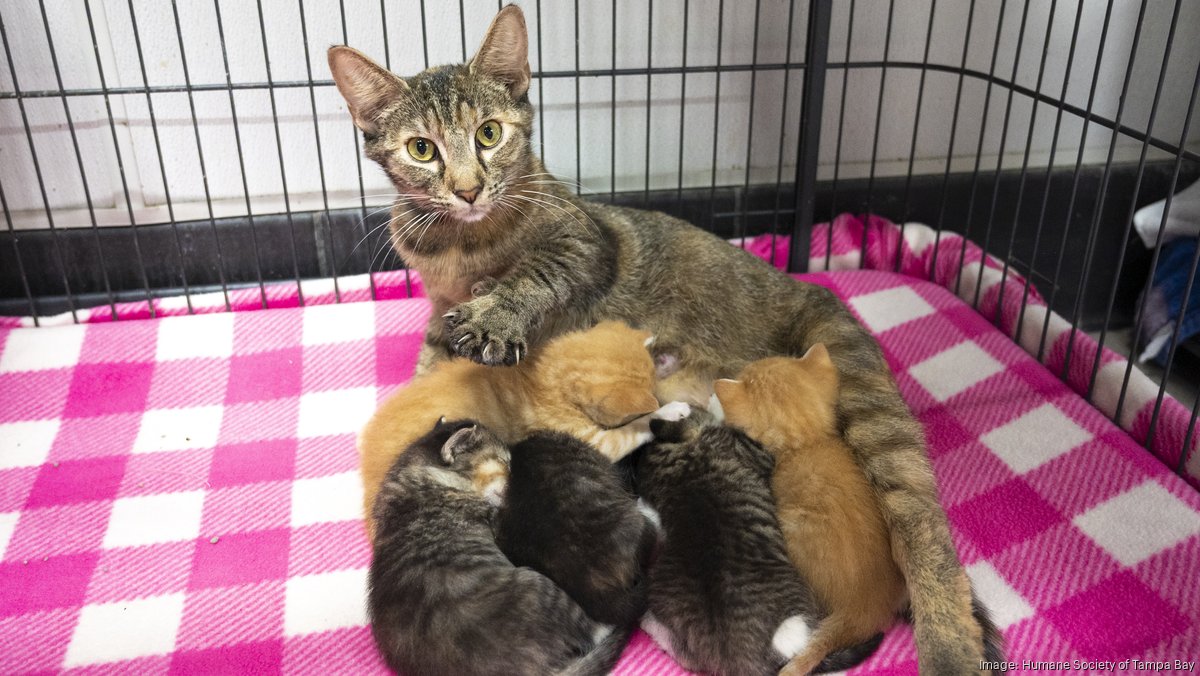 Humane Society of Tampa Bay merges with Pinellas counterpart - Tampa Bay Business Journal