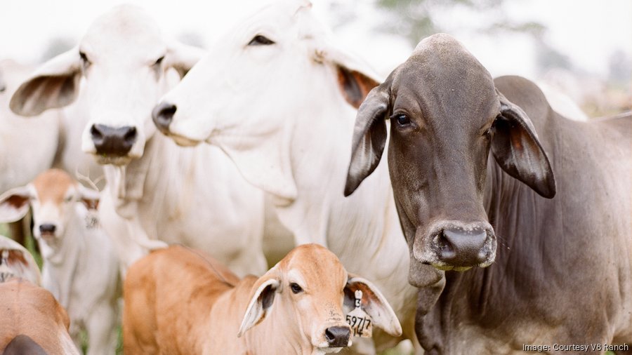 RodeoHouston plays big role in Texas-bred Brahman cattle market ...