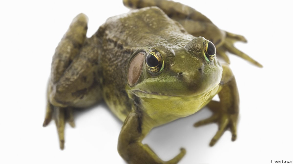 How to stop procrastinating: Brian Tracy's frog method explained - The ...