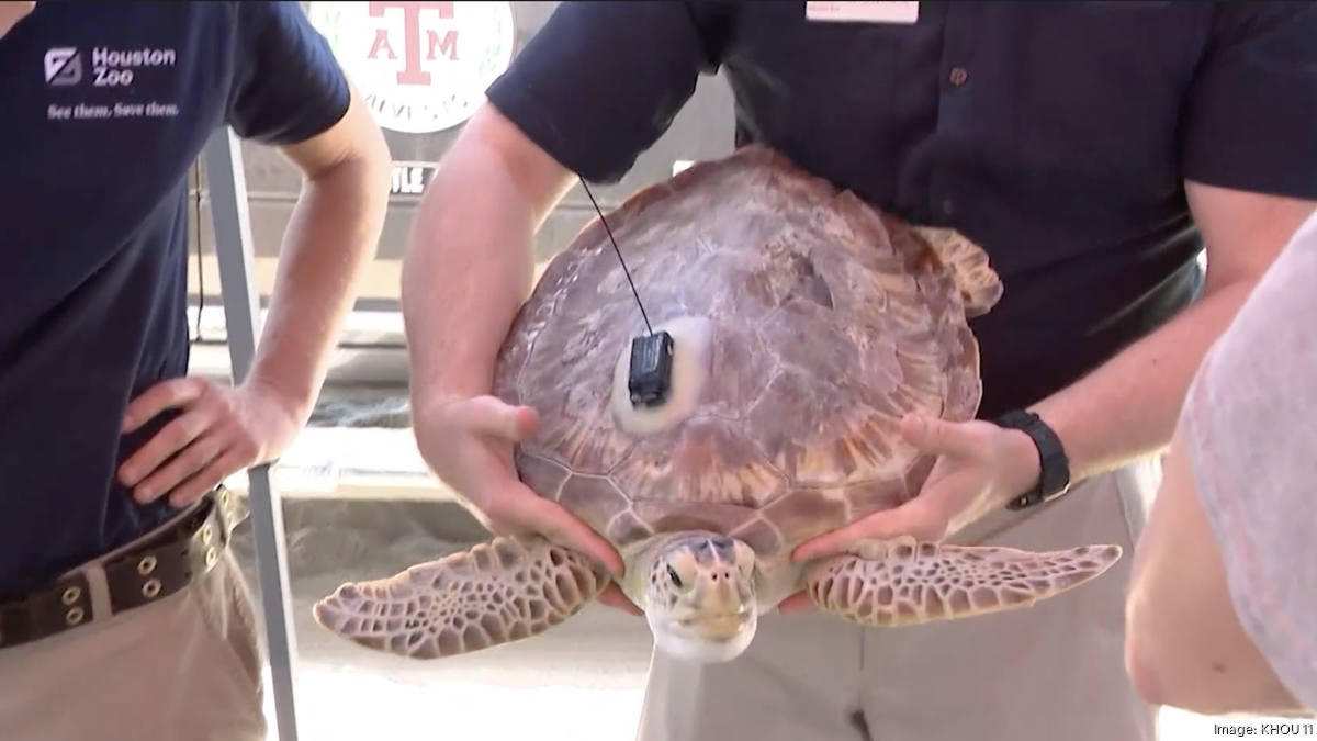Texas A&M plans sea turtle rehab hospital, education center - Houston ...