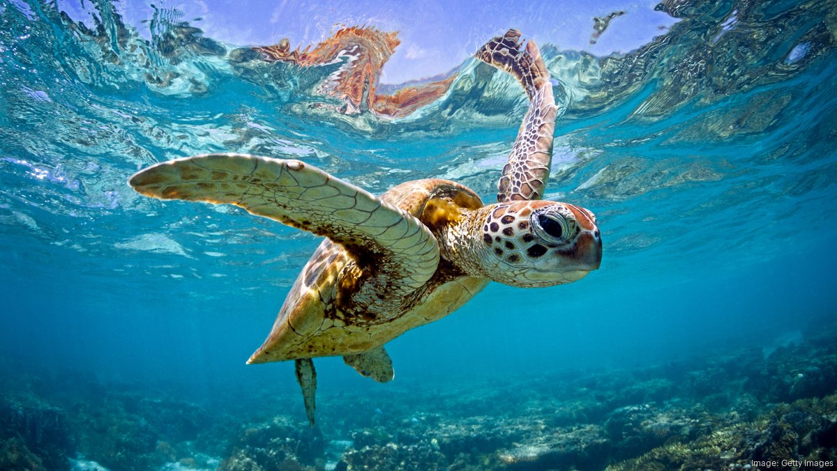 Inside the Columbus Zoo's upcoming Wolfe Aquarium - Columbus Business First