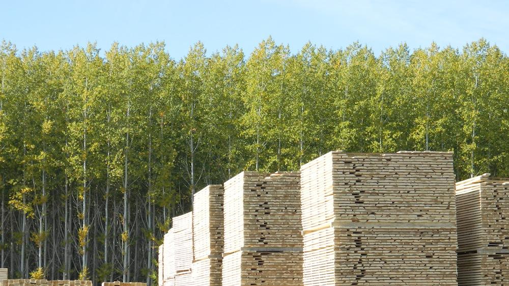 CatchMark to boost timberland holdings - Atlanta Business Chronicle