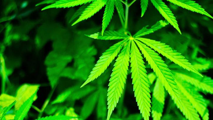 What Hawaii's marijuana decriminalization bill means for employers ...