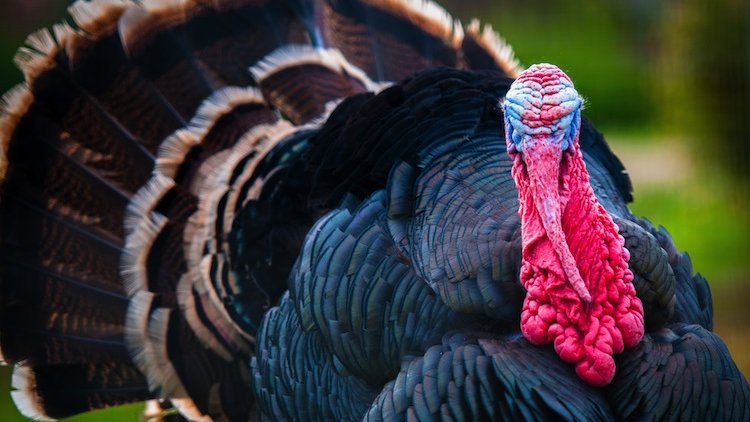 giant turkey thanksgiving