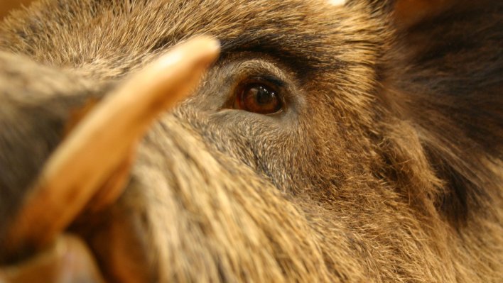 Future horror movie? What to do with radioactive boars in Japan ...