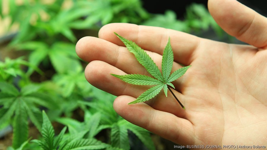 First marijuana edibles to hit the shelves in Bellingham Wednesday ...