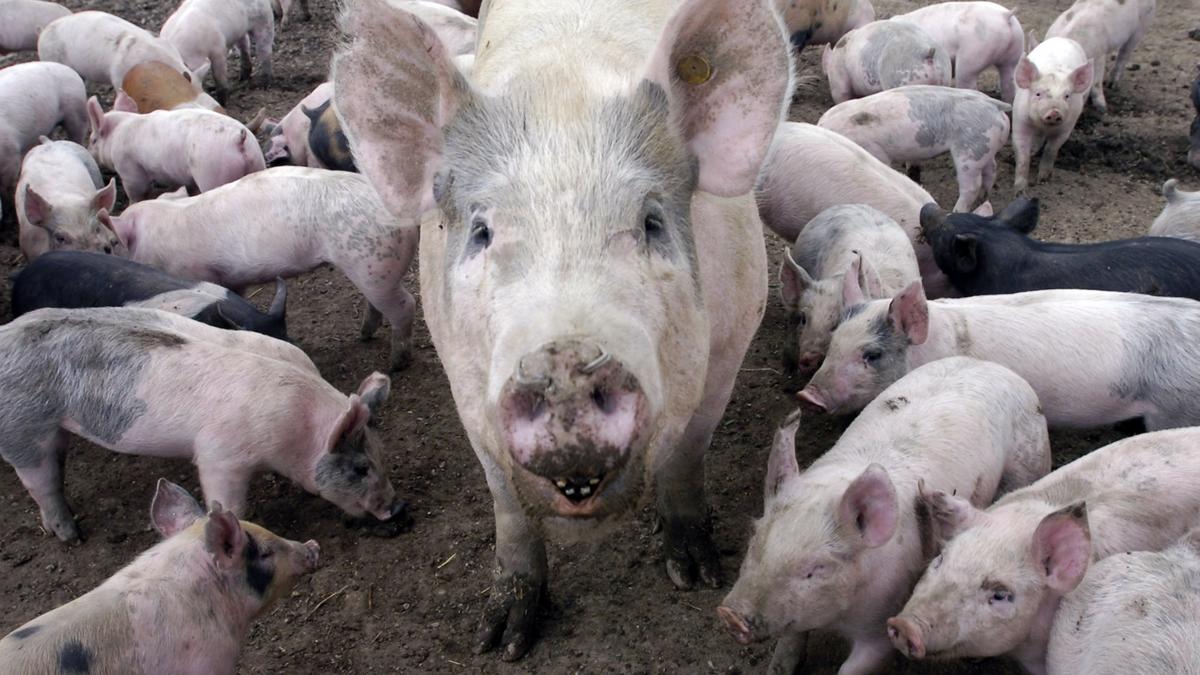 Feed ingredients probed in pig-virus epidemic - Minneapolis / St. Paul ...