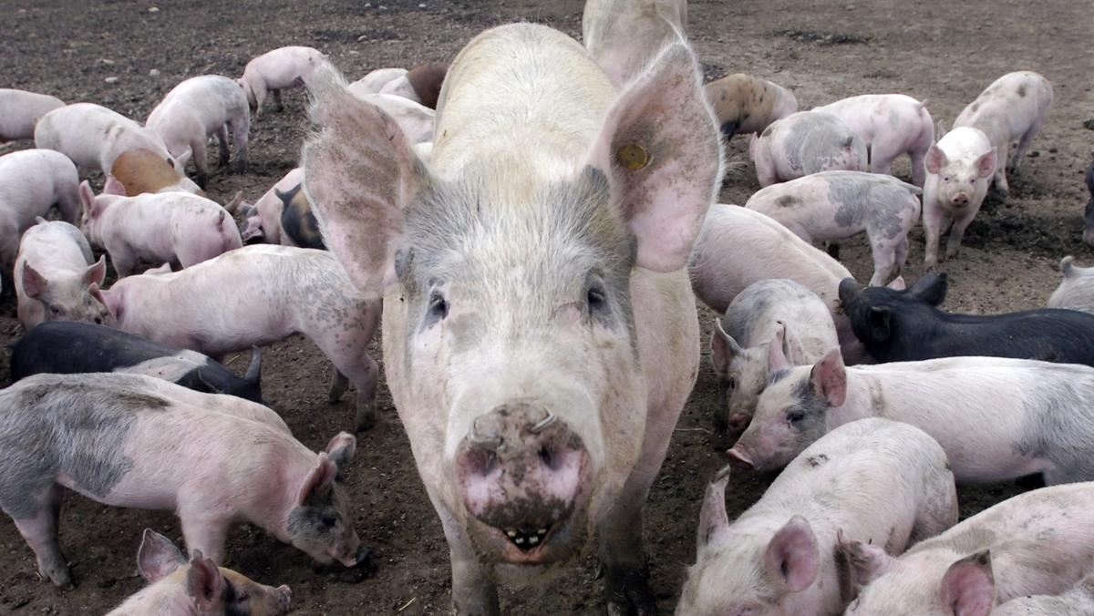 Ceva Animal Health keeps growing with new product division - Kansas ...