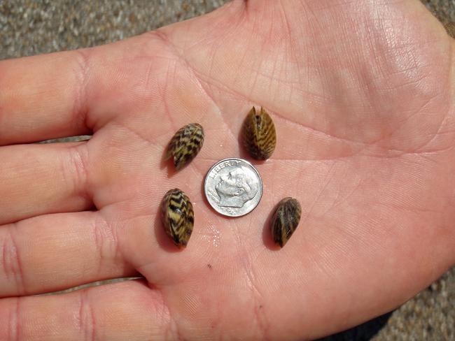 Zebra mussels confirmed in Lake Lavon - Dallas Business Journal