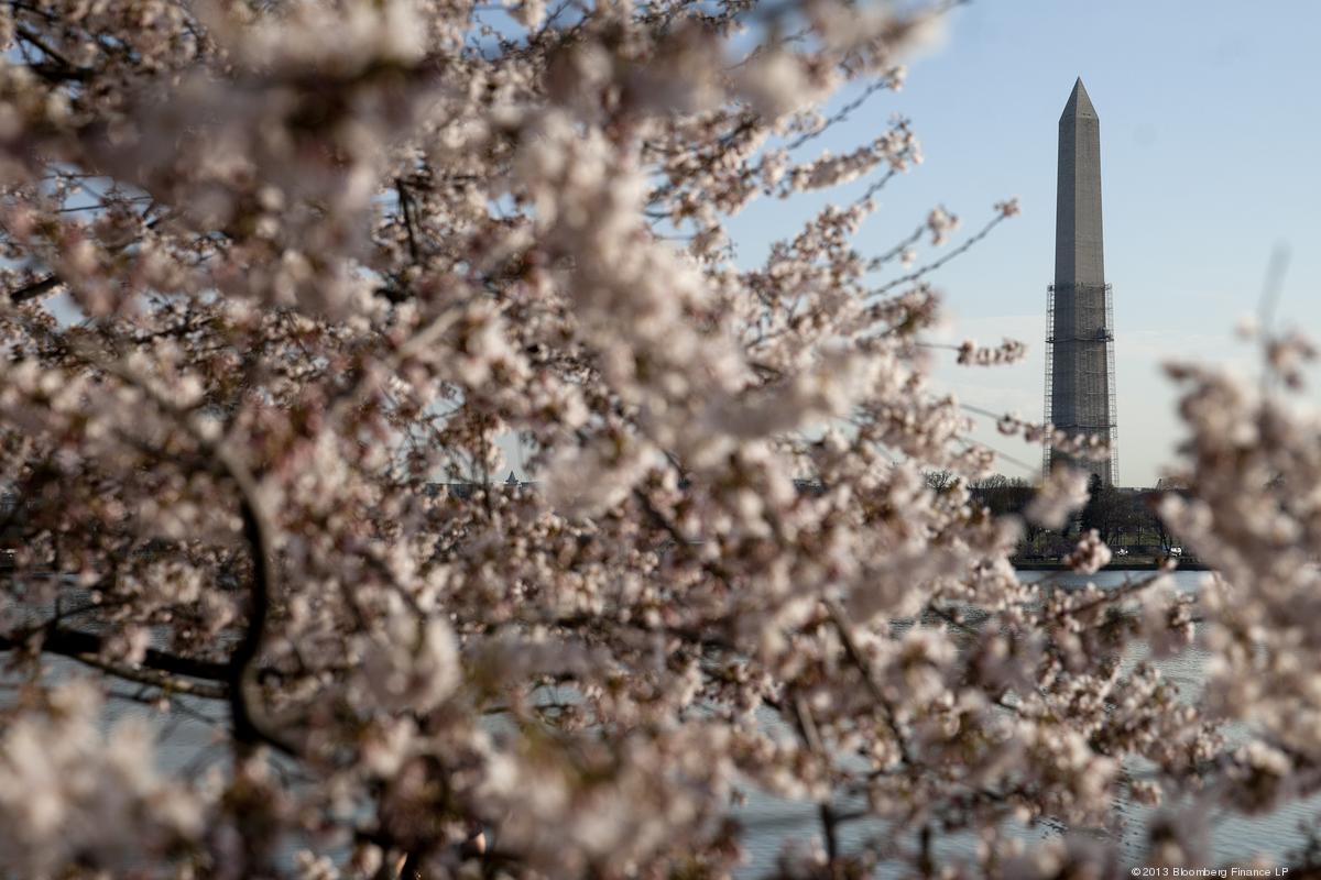 Cherry blossoms bloom in Washington (slideshow) slideshow - Washington ...