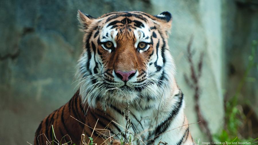 Ohio Department of Agriculture gets $500,000 to transport seized lions ...