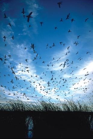 President of Ducks Unlimited, George Dunklin, auctioning off $50 ...