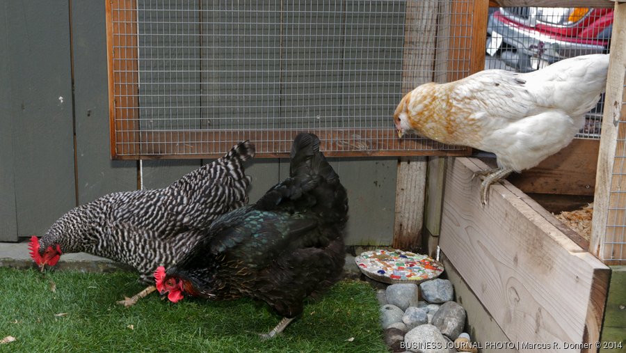 Silicon Valley Business Journal news roundup: Backyard chickens ...