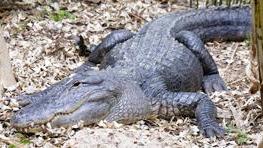 That's a pile of reptiles: Georgia gator hunting season about to begin ...