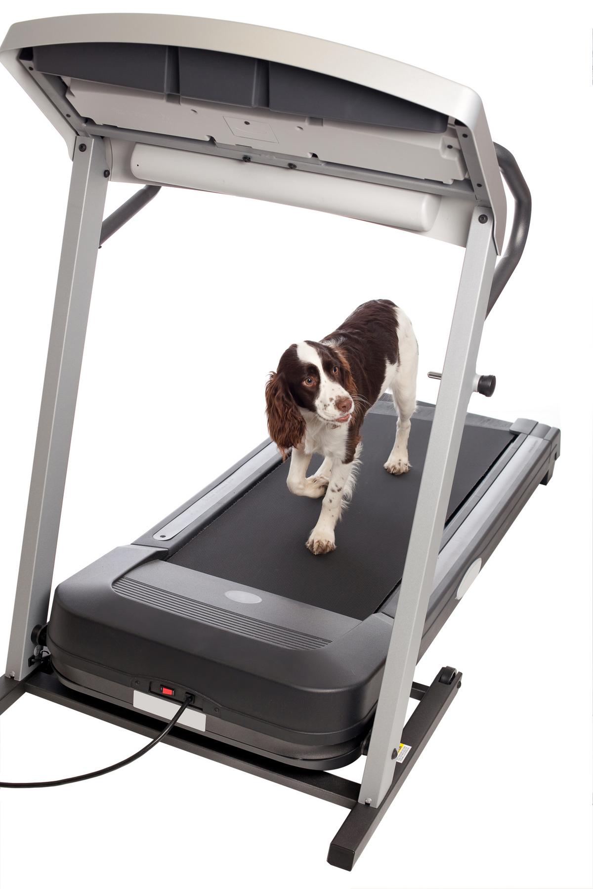 Does Sacramento need a gym for dogs? - Sacramento Business Journal
