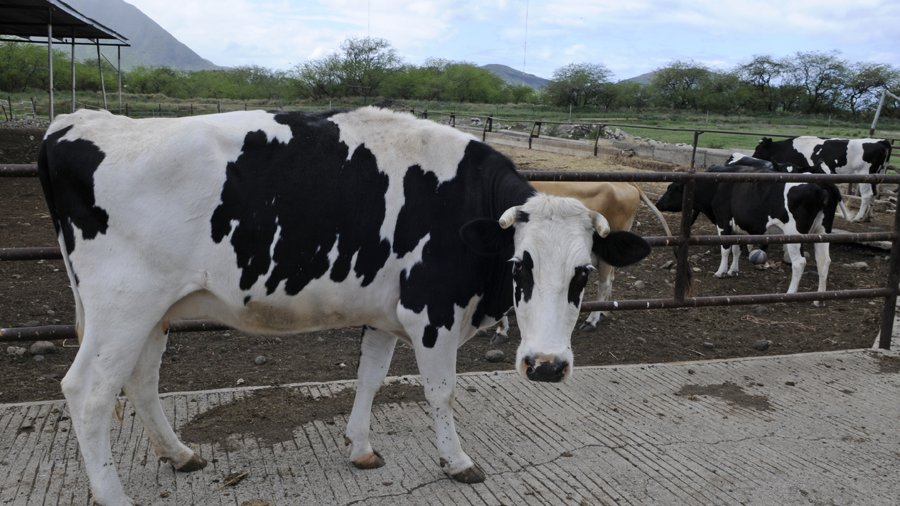 cow naked cow dairy1