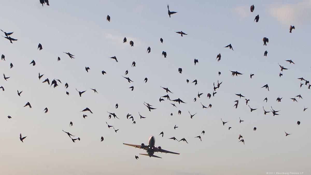 Virtual bird-strike test agreement early example of Wichita State tech ...