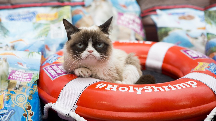 SXSW in photos (part 1): Willie Nelson to Grumpy Cat to wrecking balls ...