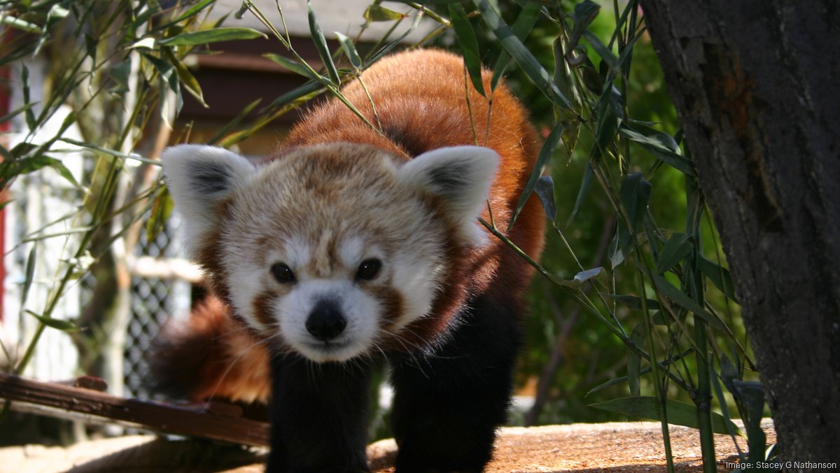 Memphis as Usual: Greg Akers takes on all the generations — silent ...