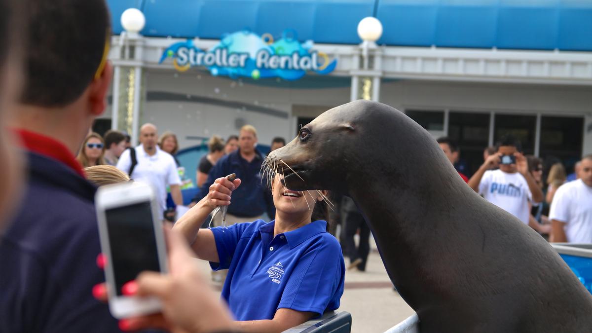SeaWorld marine park guests can download a new app for their phones ...