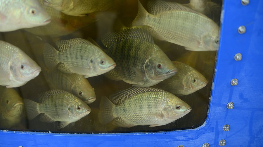 Urban Organics is harvesting fish and vegetables via an aquaponics ...