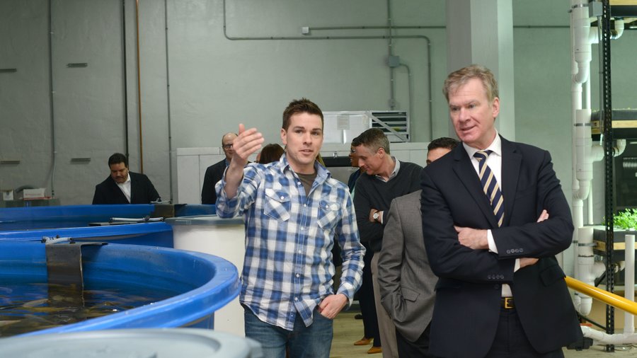 Urban Organics is harvesting fish and vegetables via an aquaponics ...