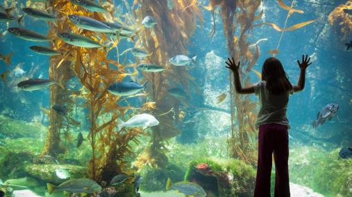 AquaJax evaluating two Downtown Jacksonville sites for aquarium ...