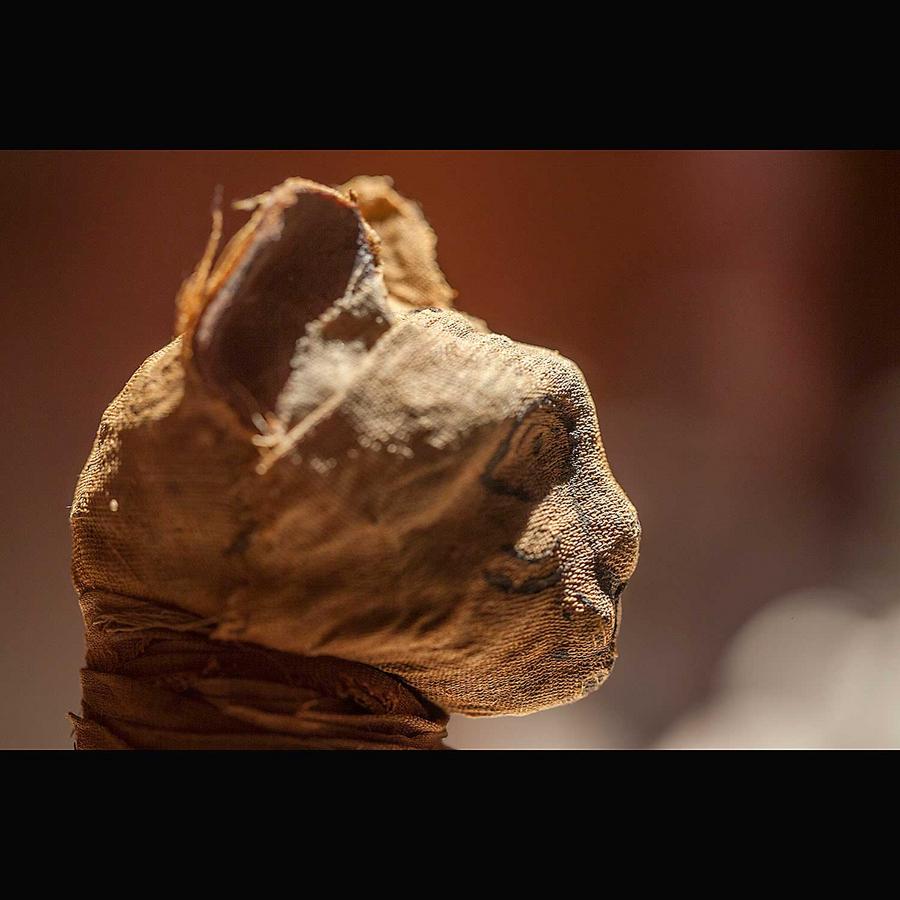 Mummy Secrets unwrapped - Buffalo Business First