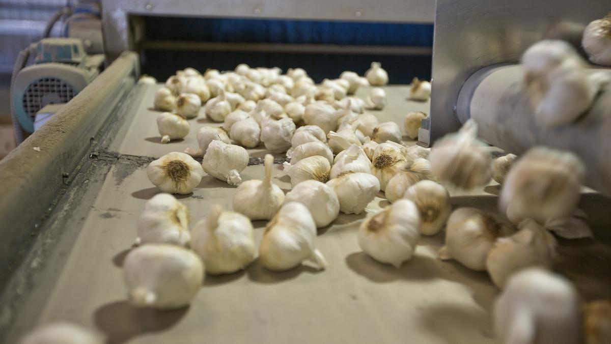 As Gilroy Garlic Festival celebrates 40th anniversary, hometown garlic ...