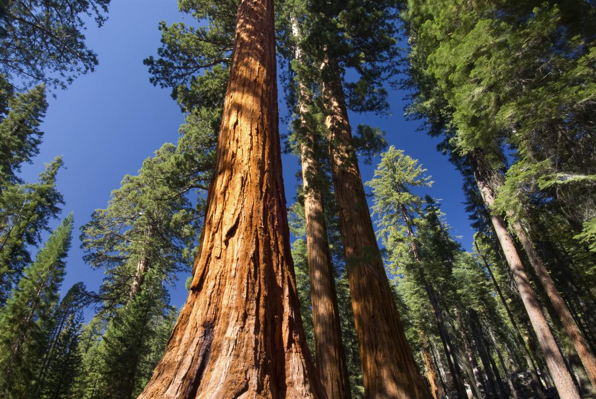 See where Oregon ranks for number of 'national champion trees ...