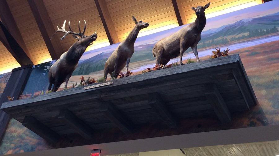 Cabelas Displays Display Hunting Bows Cabelas Sporting Hi Res Stock