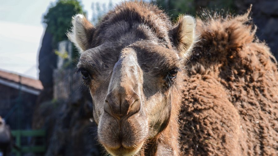 Panicking yet about MERS coming to Oregon? No need to so far - Portland ...