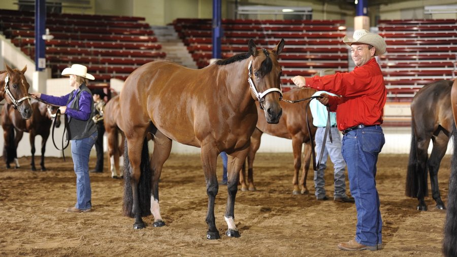 Trial lawyer by day, cowboy on nights and weekends - Boston Business ...