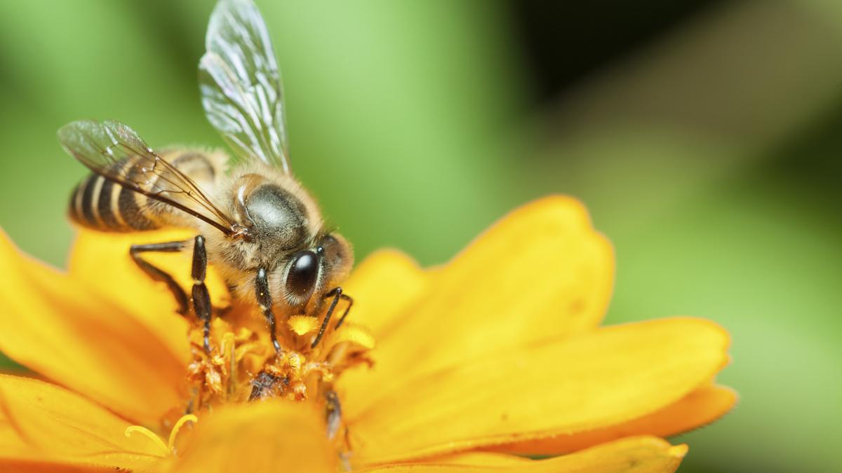 Bees swarm I-95 in Delaware highway - Philadelphia Business Journal