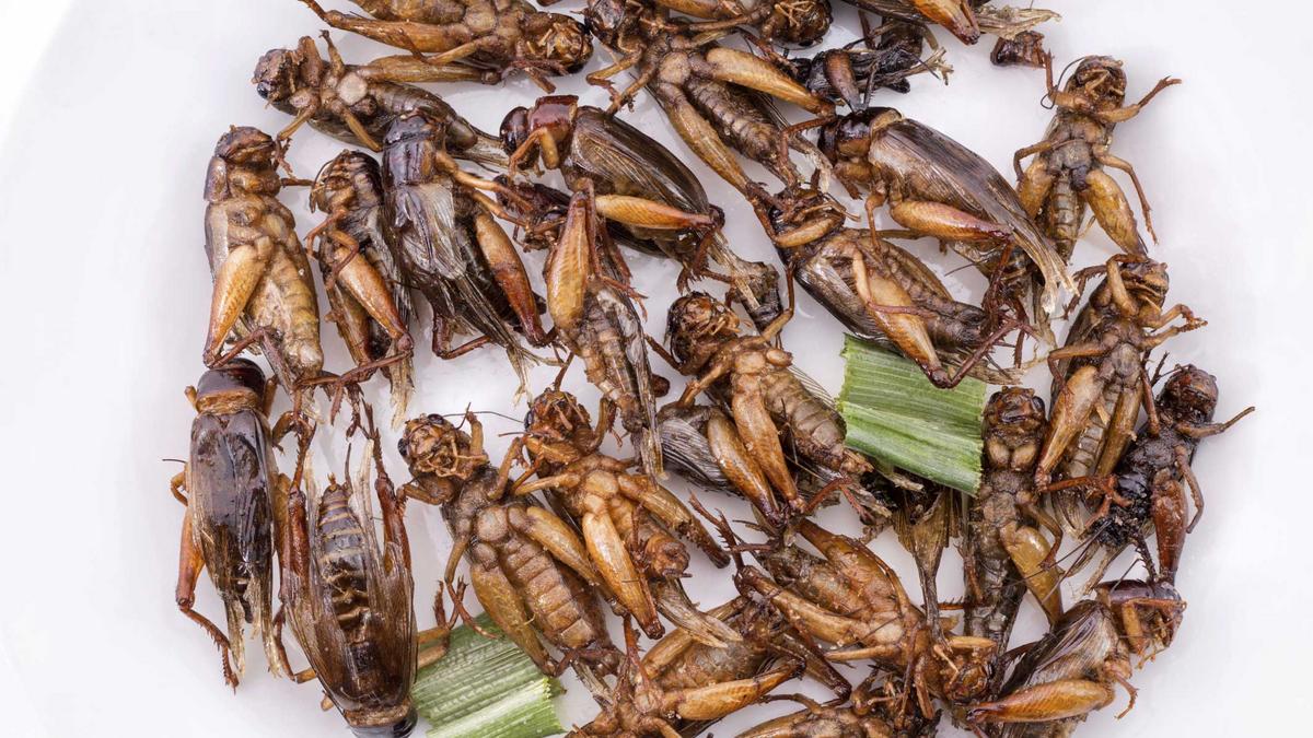 Aspire Food Group's Exo cricket bars coming to H-E-B - Austin Business ...