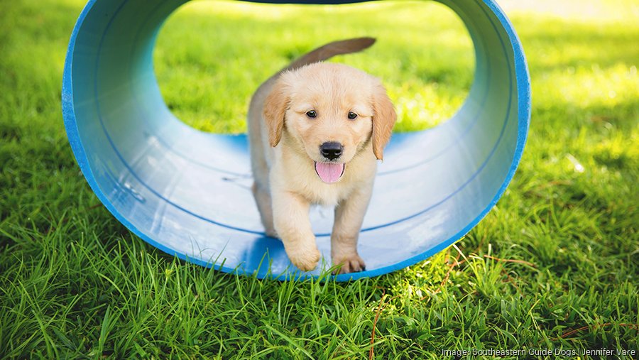 Nonprofit of the Year 2014: Southeastern Guide Dogs - Tampa Bay ...