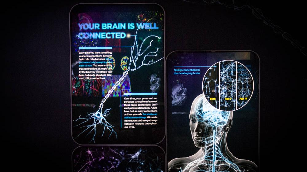 Franklin Institute brain exhibit opening in Philadelphia - Philadelphia ...