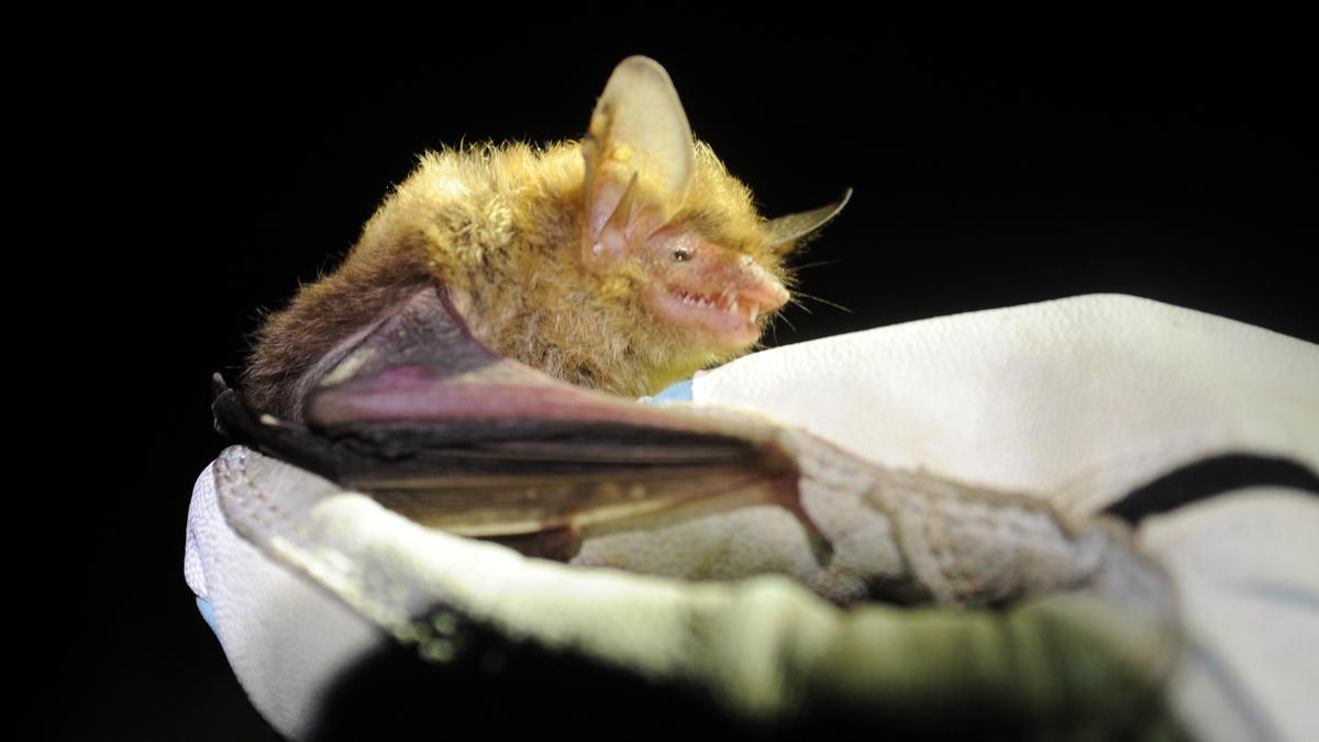 Northern long-eared bat declared threatened, not endangered, in win for ...