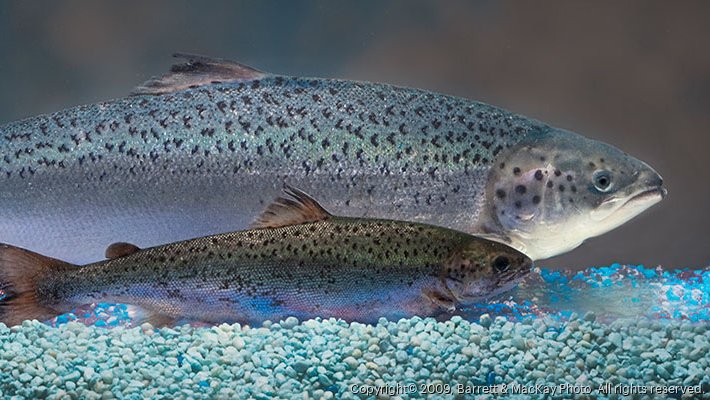 After two-decade battle, Maynard's AquaBounty gets FDA nod for ...