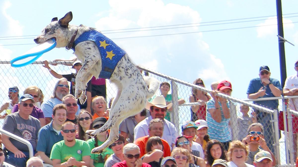 New at the Minnesota State Fair: West End Market, stunt dogs, horse ...
