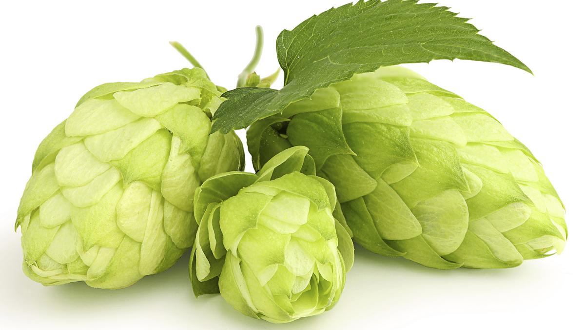 Here's how Cincinnati brewers are coping with the hop crisis (Video ...