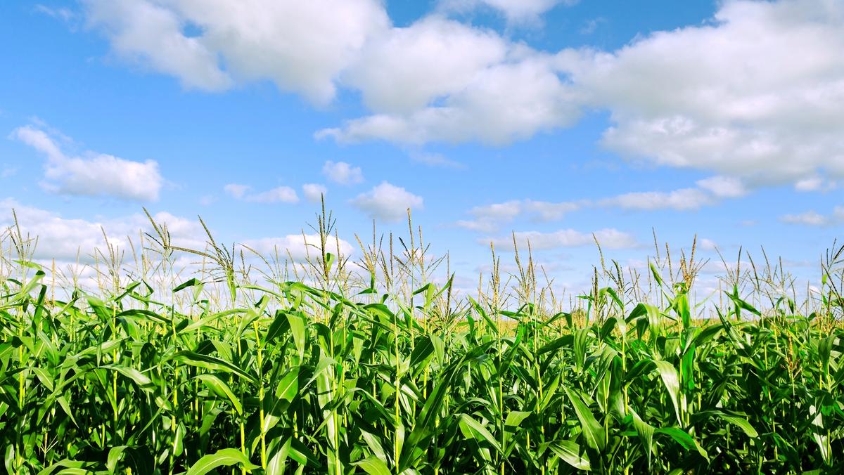 Monsanto sets its sights on Canadian corn belt - St. Louis Business Journal