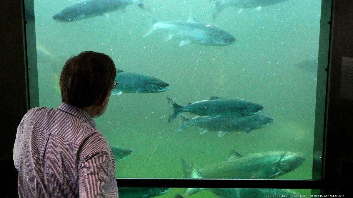 eDNA helps Washington companies track salmon, smelt - Puget Sound ...